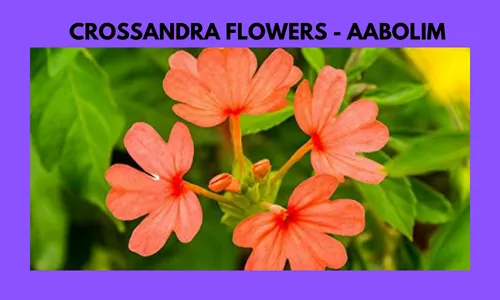 Flowers Found in Goa | Flowers Names English to Konkani