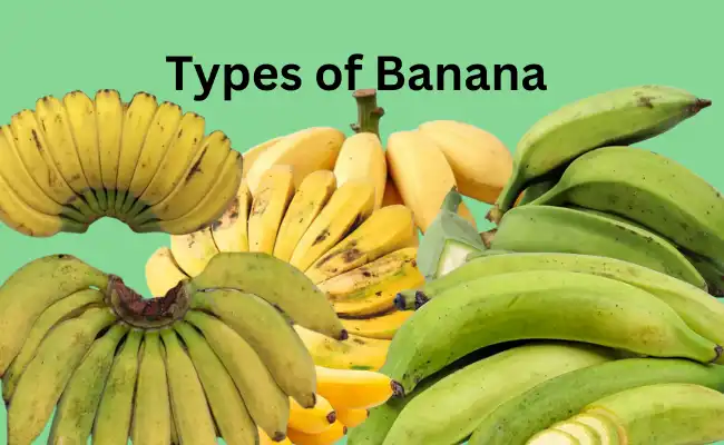 Types of Banana | केळीचे प्रकार | नांवां आशिल्ले केळीचे प्रकार ...