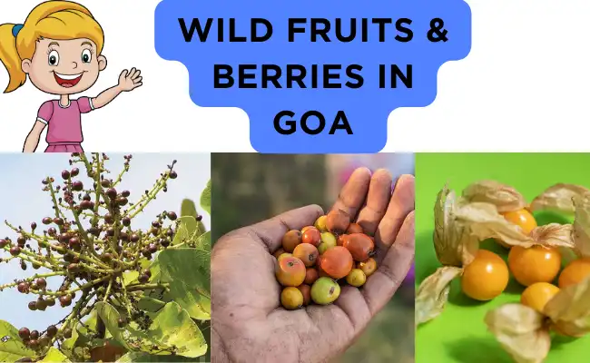 Wild Fruits & Berries in Goa | What are the Wild Edible Fruits of Goa?