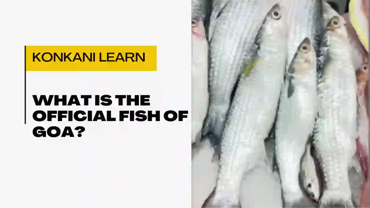What is The Official Fish of Goa? | What is the National Fish of Goa ...